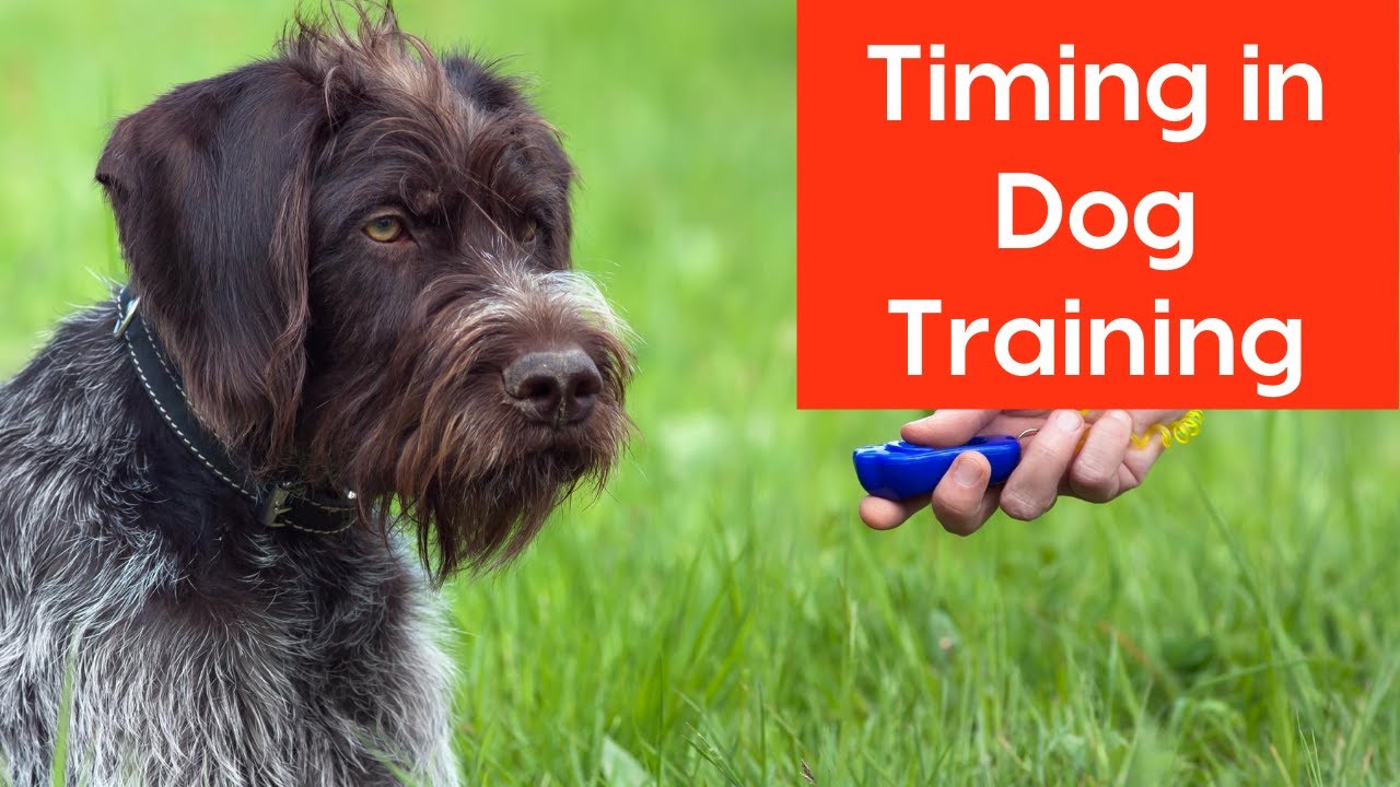 Timing in Dog Training - YouTube