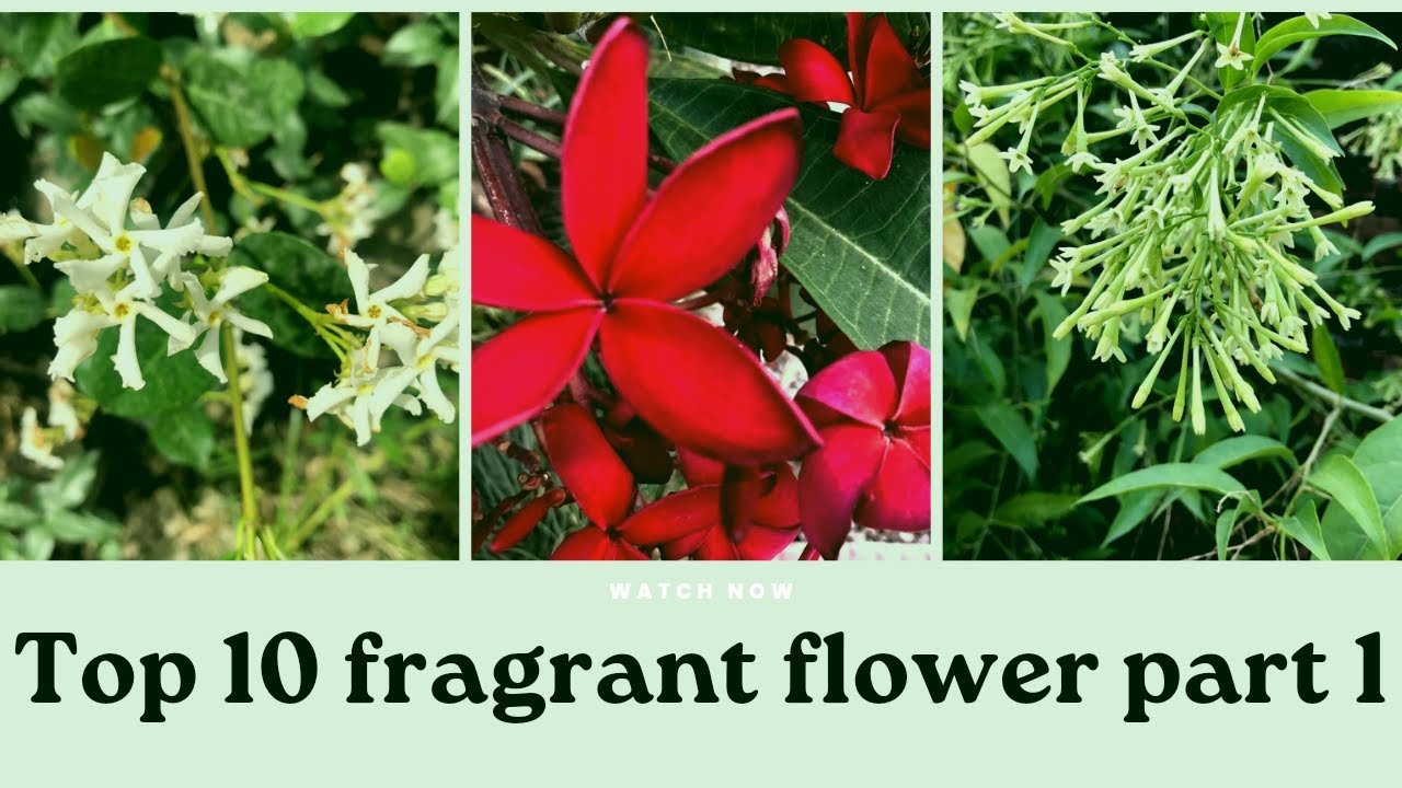 TOP 10 FRAGRANT FLOWER OF INDIA PART 1/भारत के दस खुशबु वाले पौधे # ...
