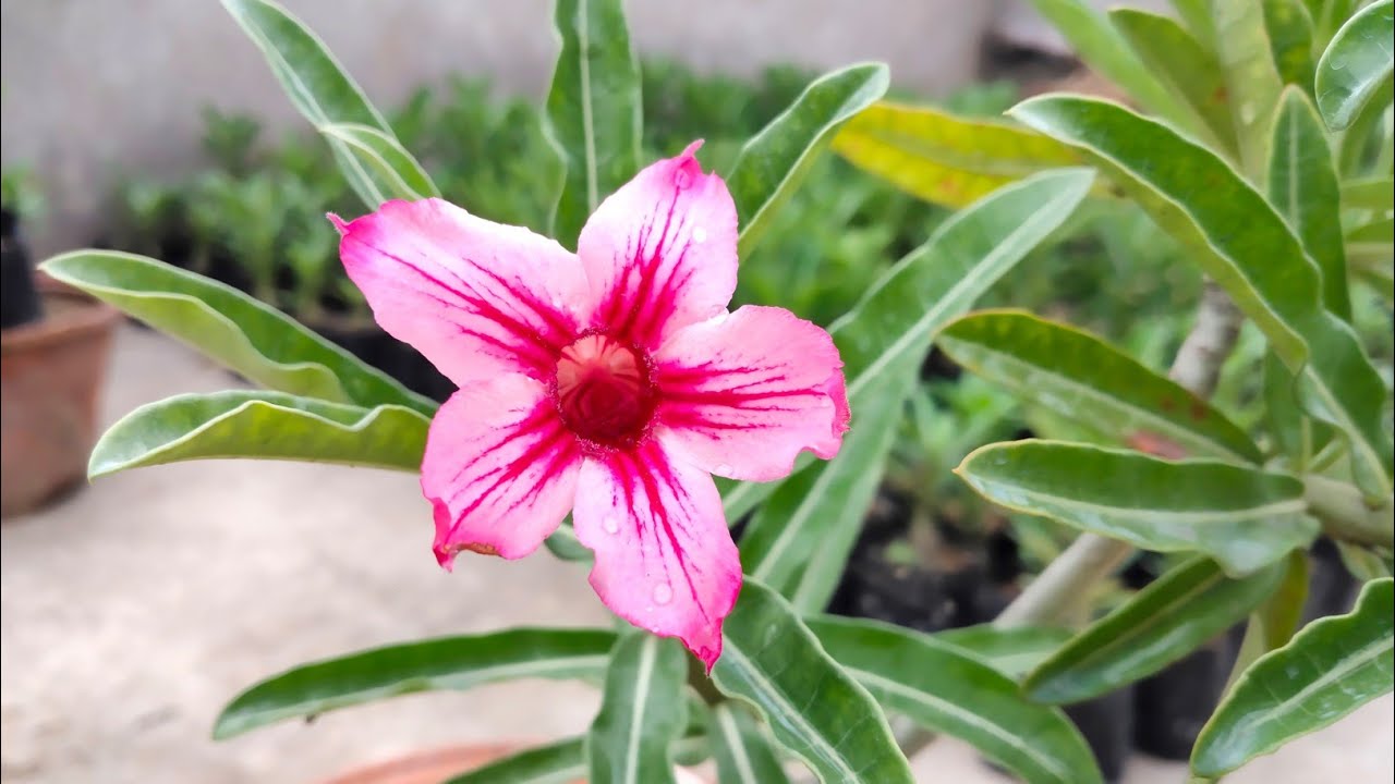 Adenium Single Petal - YouTube
