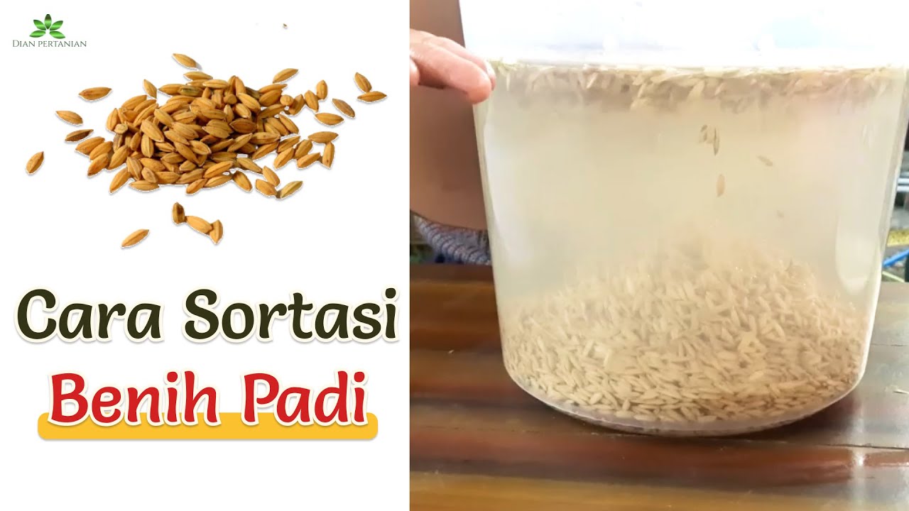CARA SORTASI BENIH PADI YANG BAIK DAN BENAR - YouTube