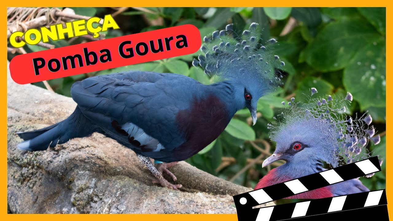 "Descubra a Pomba-Goura: A Maior Pomba do Mundo" - YouTube