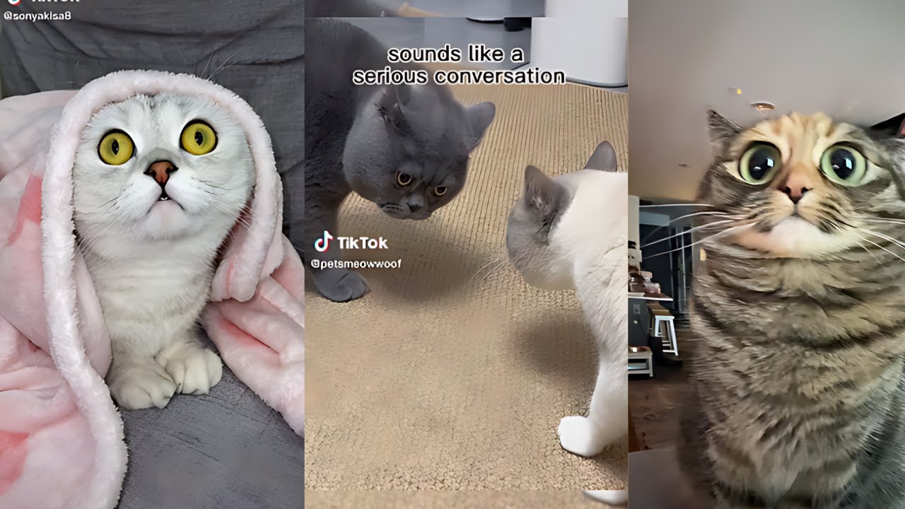 30 Minutes Hilarious Cat Videos Animal Compilation 😻 🐈 #4 - YouTube