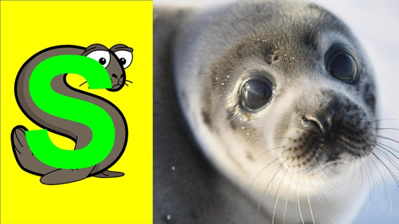 Learn to Write Letter S with Alphabetimals / write letter S Alphabet ...