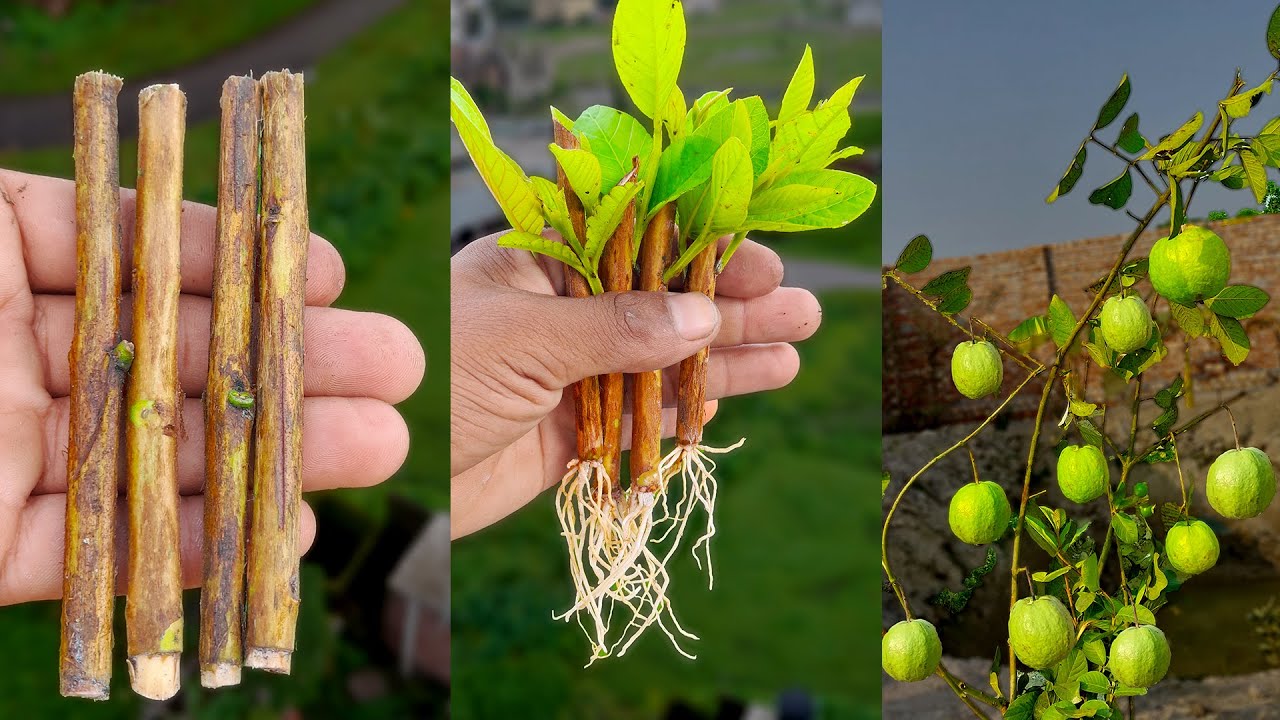 How to grow guava tree cutting very unique techniques | Easy gardening ...