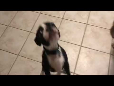 Bipedal Badger - YouTube