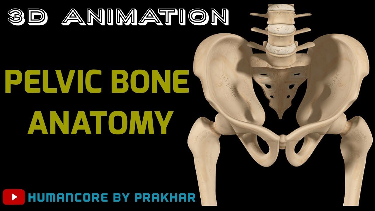 Pelvis Hip Bone Anatomy Hip Bone Anatomy In Hindi Ilium Ischium Pelvis Hip Bone Anatomy Hip Bone Anatomy In Hindi Ilium Ischium