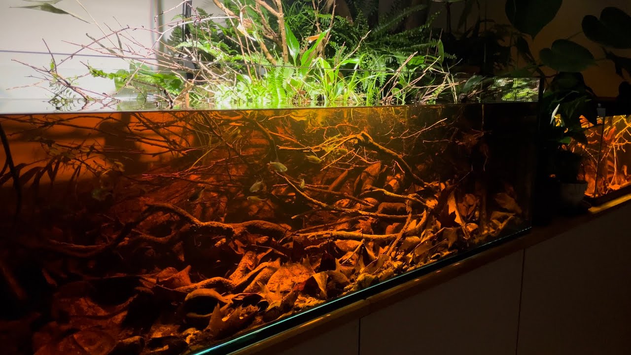 Shallow blackwater aquascape tank ( 85Gal ) - YouTube