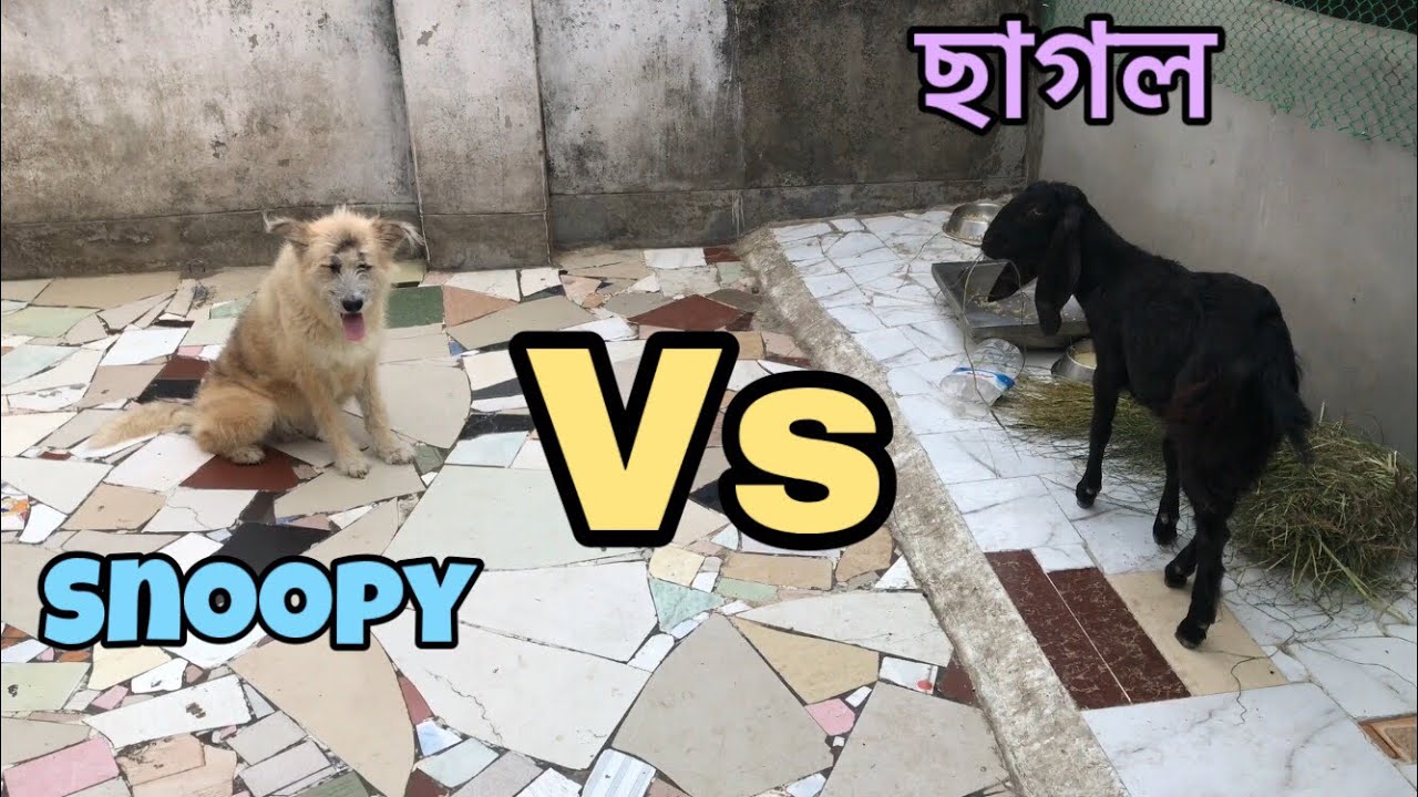 স্নুপি ছাগল খাবে ? |Will Snoopy Attack Goat ? - YouTube