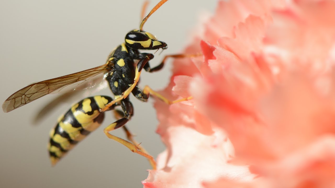 The Beautiful World of the Wasp - YouTube