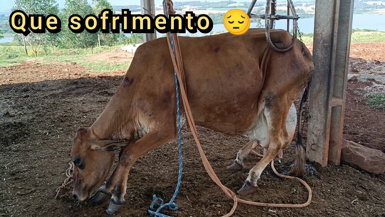 Nossa vaca Gil criou e não levantou#vaca descalcificou#erguendo a vaca ...