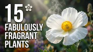 Grow These 15 Fragrant Plants Once and Never Buy Air Freshener Again