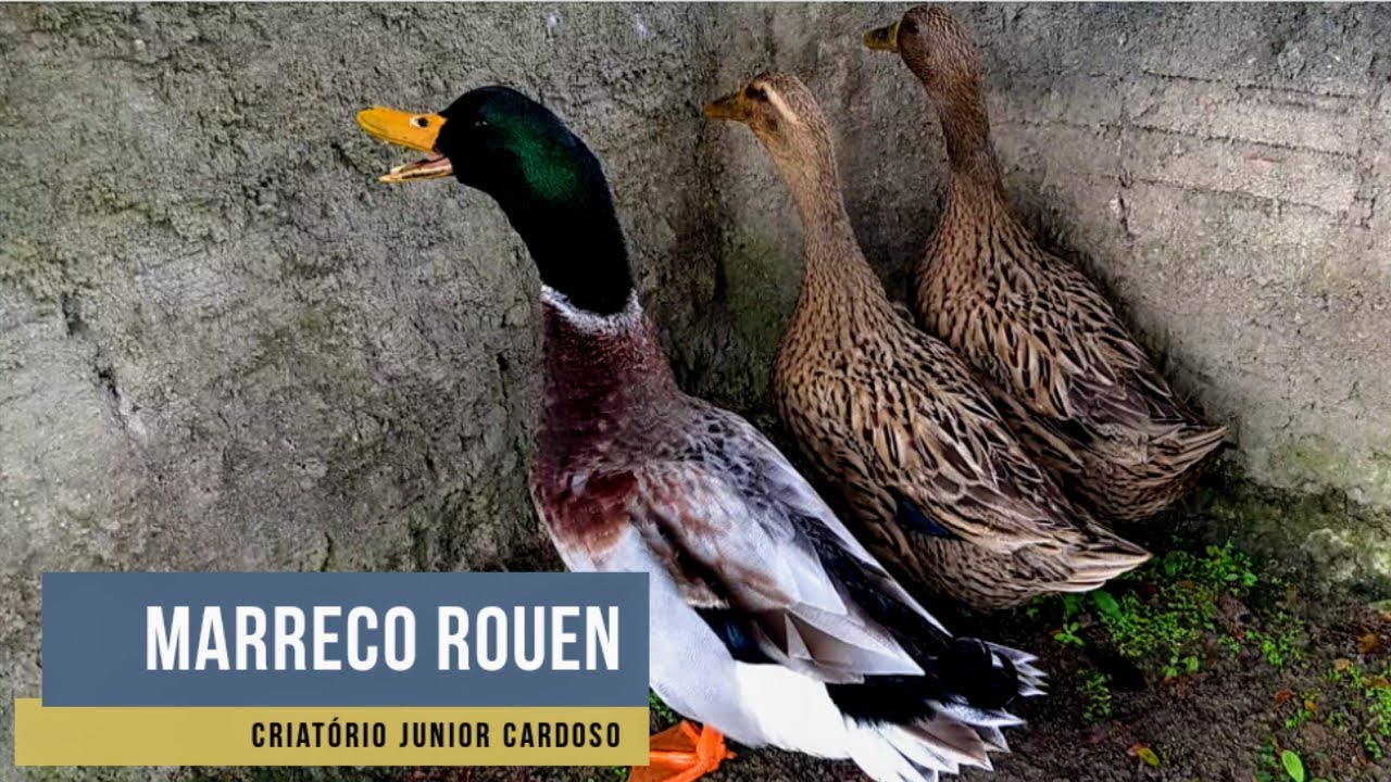 Marreco Rouen e suas características no Criatório Junior Cardoso - YouTube