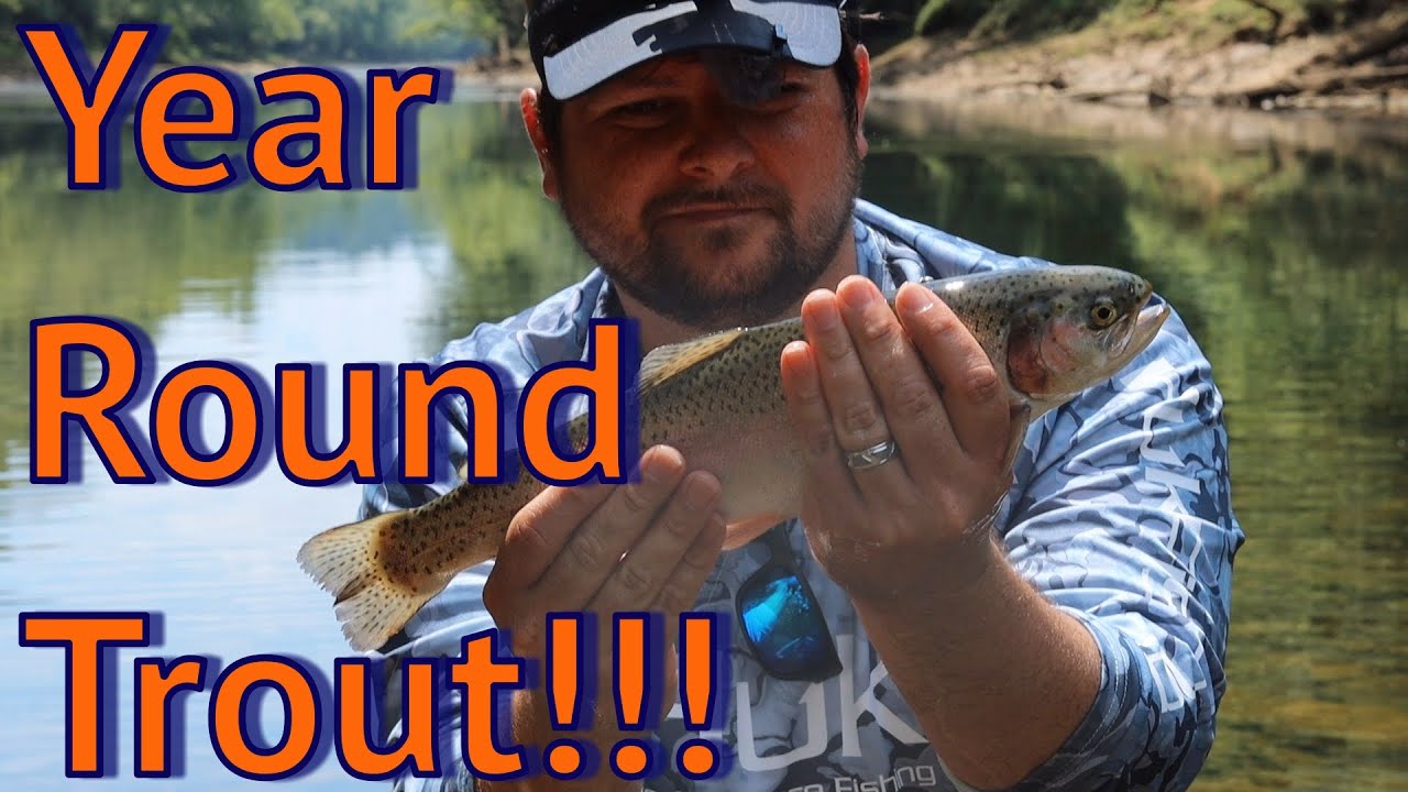 Year Round Trout Fishing (Sipsey Fork of Alabama) - YouTube