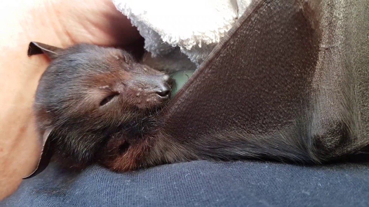 Rehab | Orphan | Lost Mum | Megabat (Flying-fox) (Fruit bat) Baby Black ...