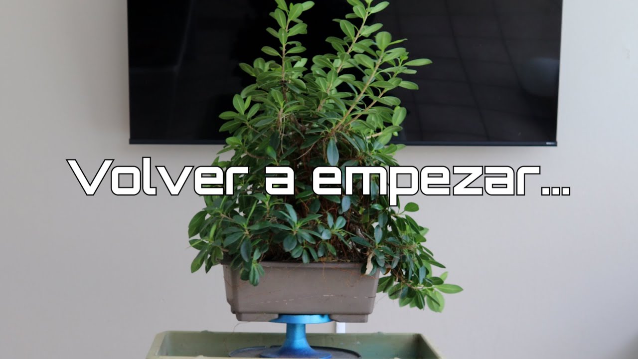Ficus microcarpa a cero… – Amabi Bonsai Tropical Puerto Rico - YouTube