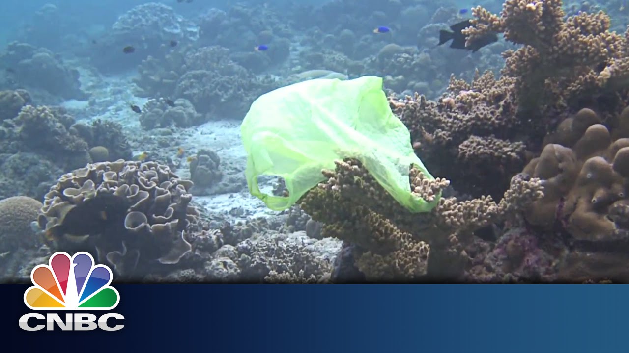 Great Barrier Reef "In Danger" | CNBC International - YouTube