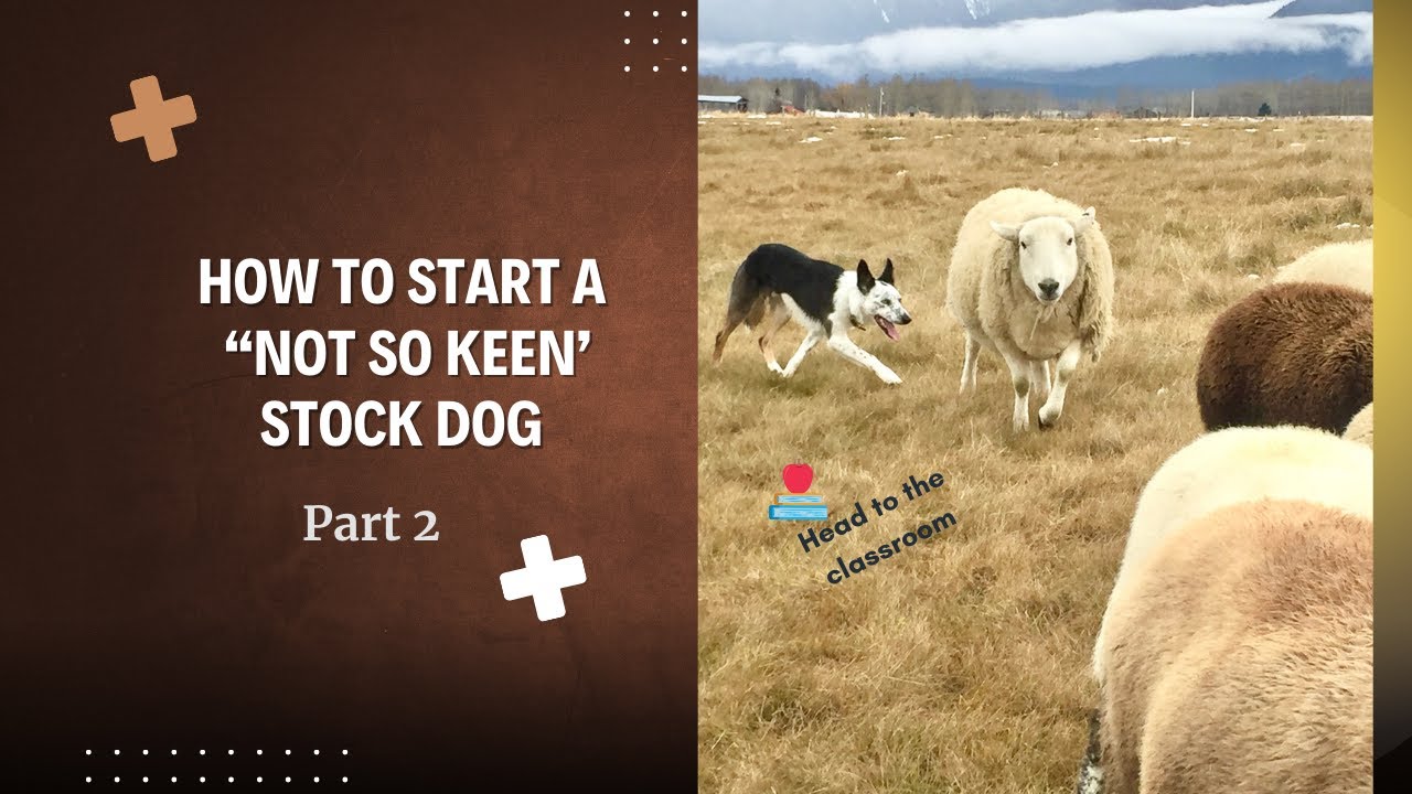 How to Start Training a "Not so Keen" Stock Dog (Part 2/4) - YouTube