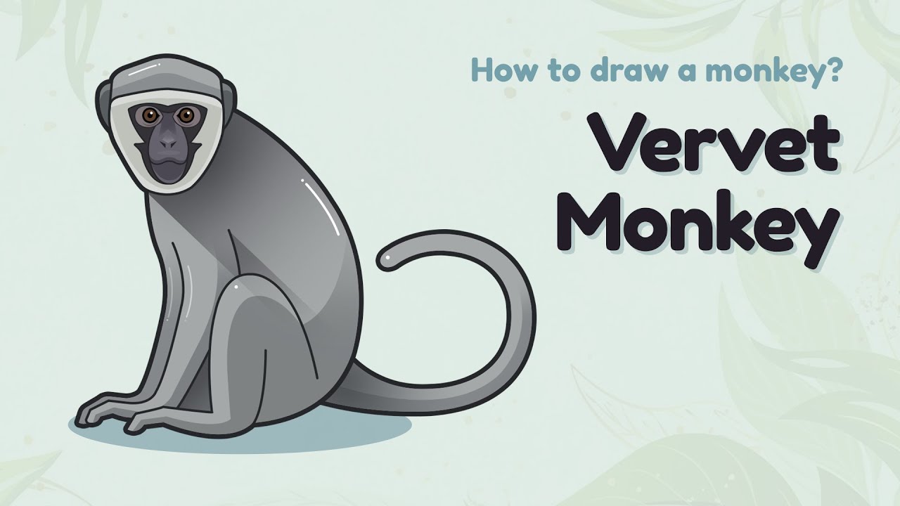 How to draw a monkey - Vervet Monkey? Easy and simple drawing | Animal ...