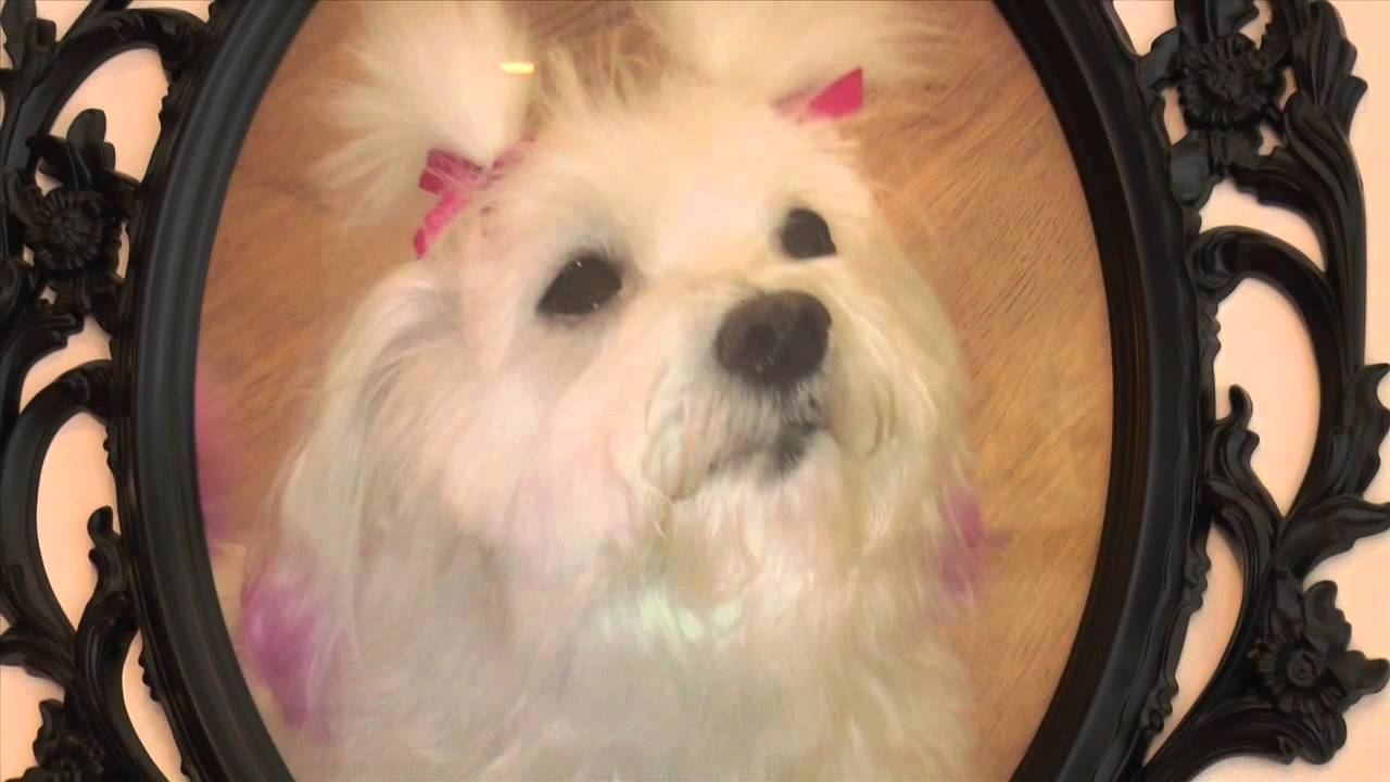 katie dogs 1280 x 720 - YouTube