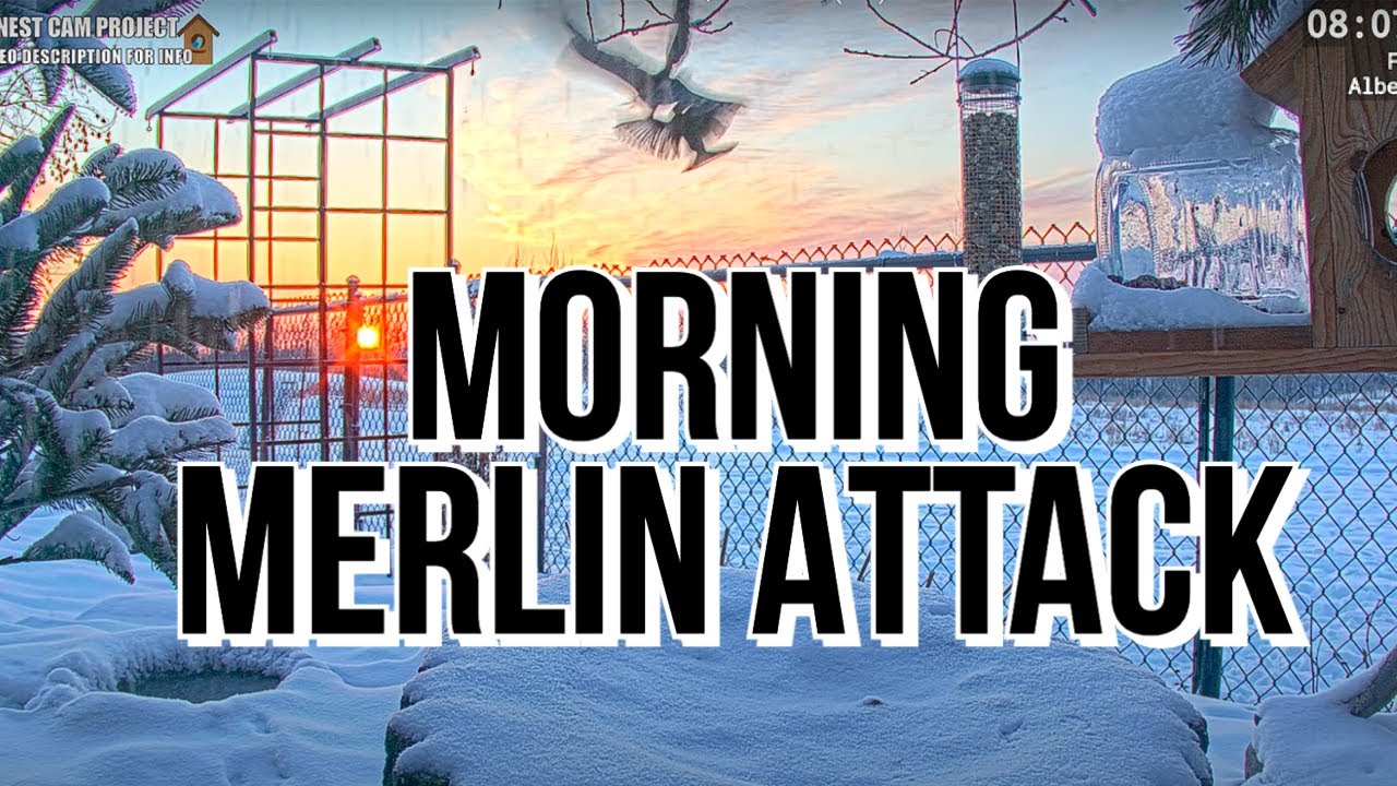 Merlin Attacks a House Sparrow *Warning graphic content* - YouTube