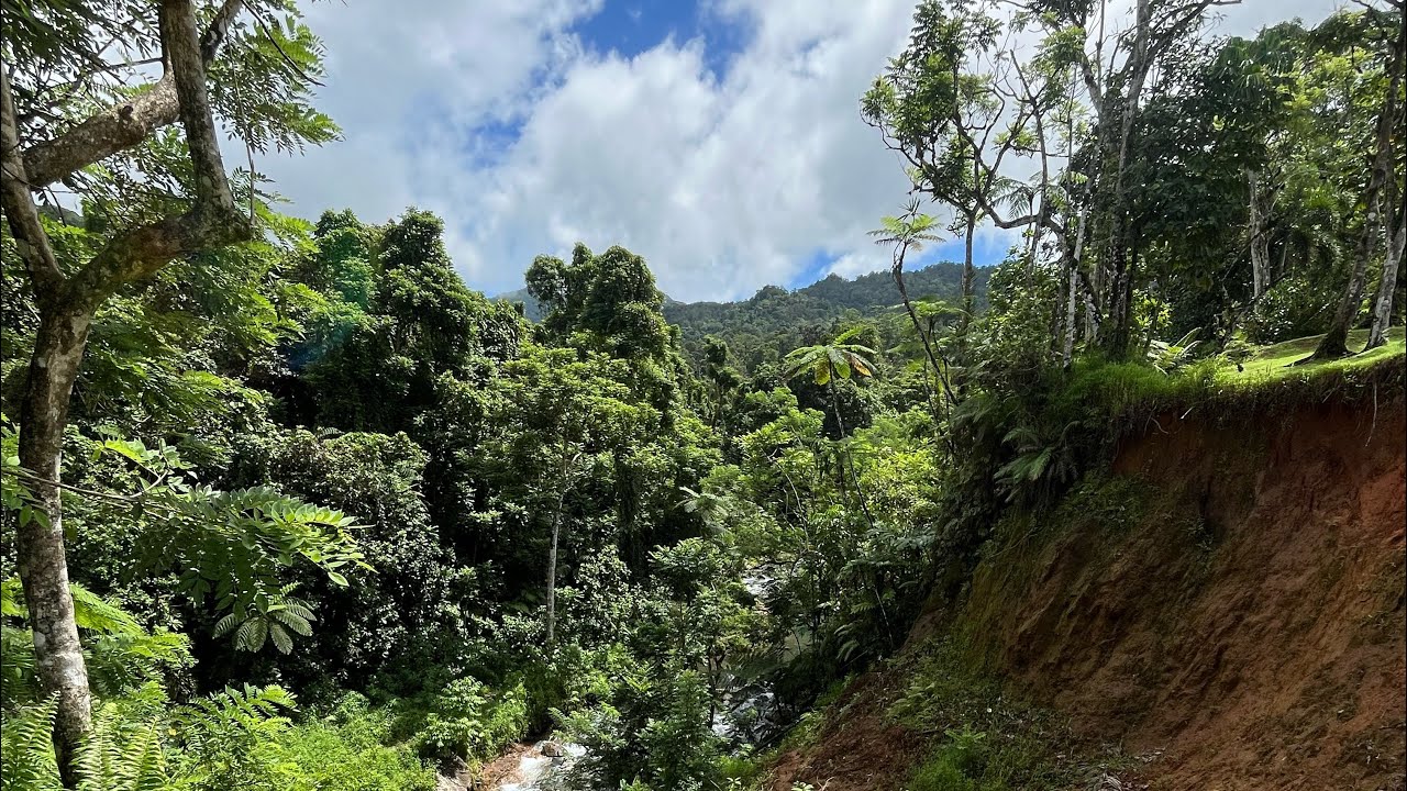 Wainadoi Zipline - Princess Cruises Shore Excursions - Suva, Fiji - YouTube