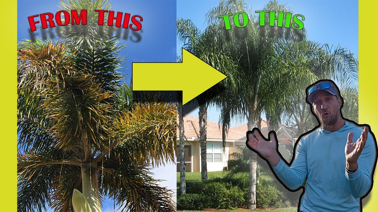 Palm Tree Fertilization | How To Have Healthy Green Palm Tree | Why ...