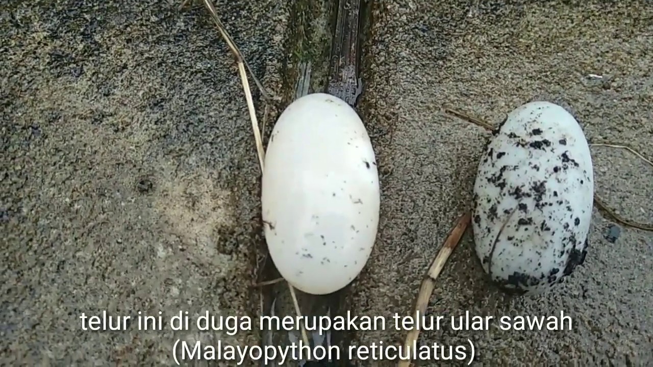 Wow... Begini Bentuk Telur ular python reticulatus | Bertelur di rumah Kosong - YouTube