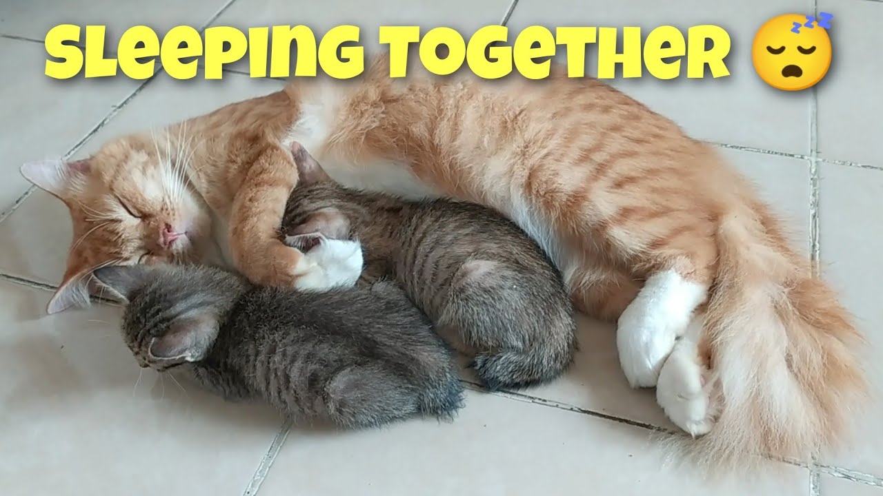 Cute cats are sleeping close together to get warm || Kucing lucu tidur ...