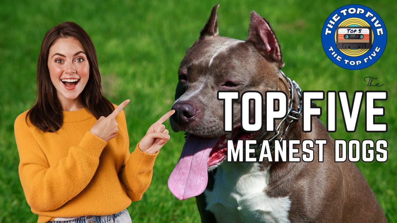 Understanding the Top 5 Dogs with Assertive Temperaments [4K] - YouTube