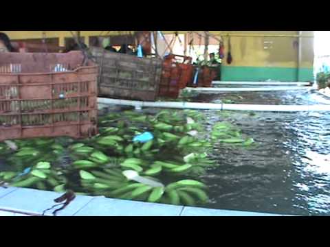 bananera parte 1 - YouTube