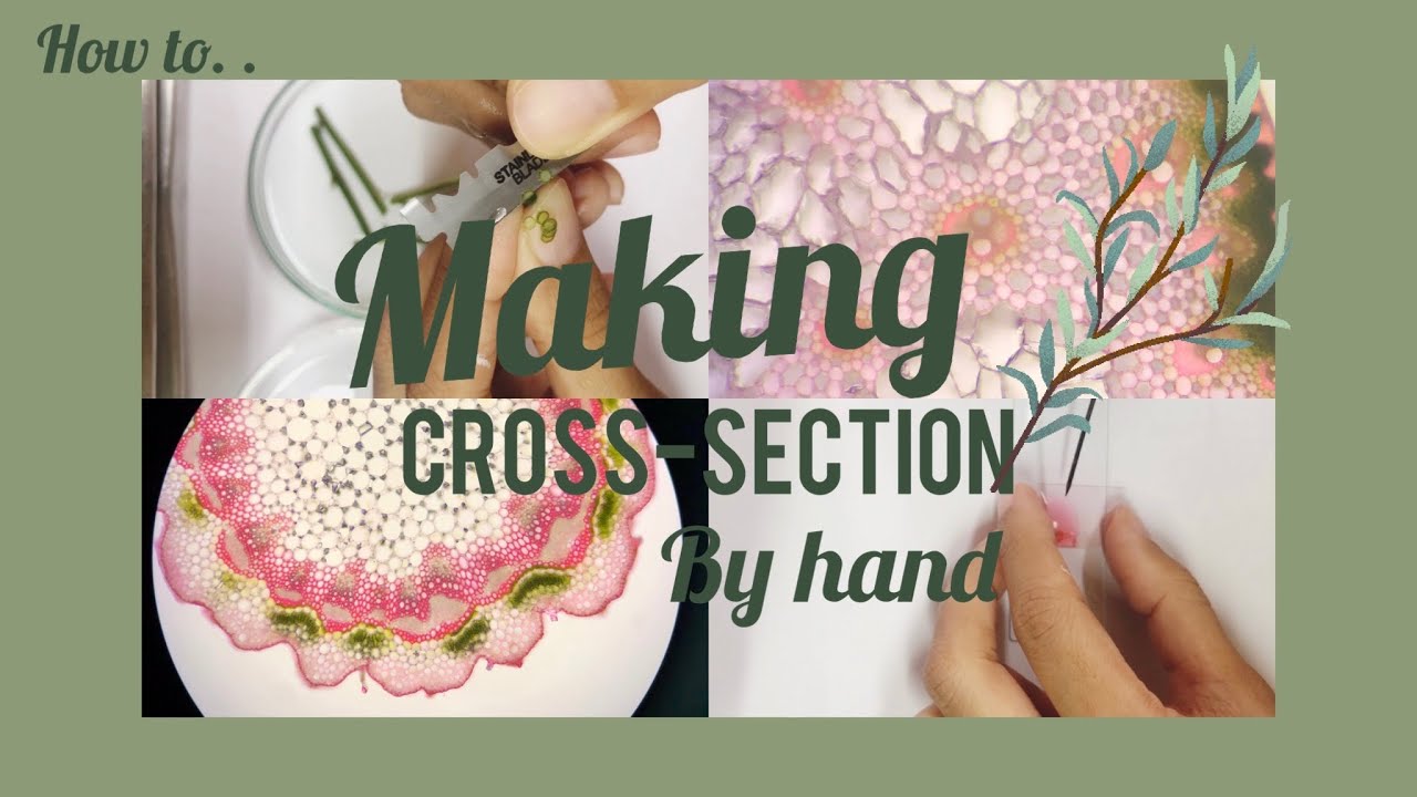 cross section พืช ง่ายๆ - YouTube