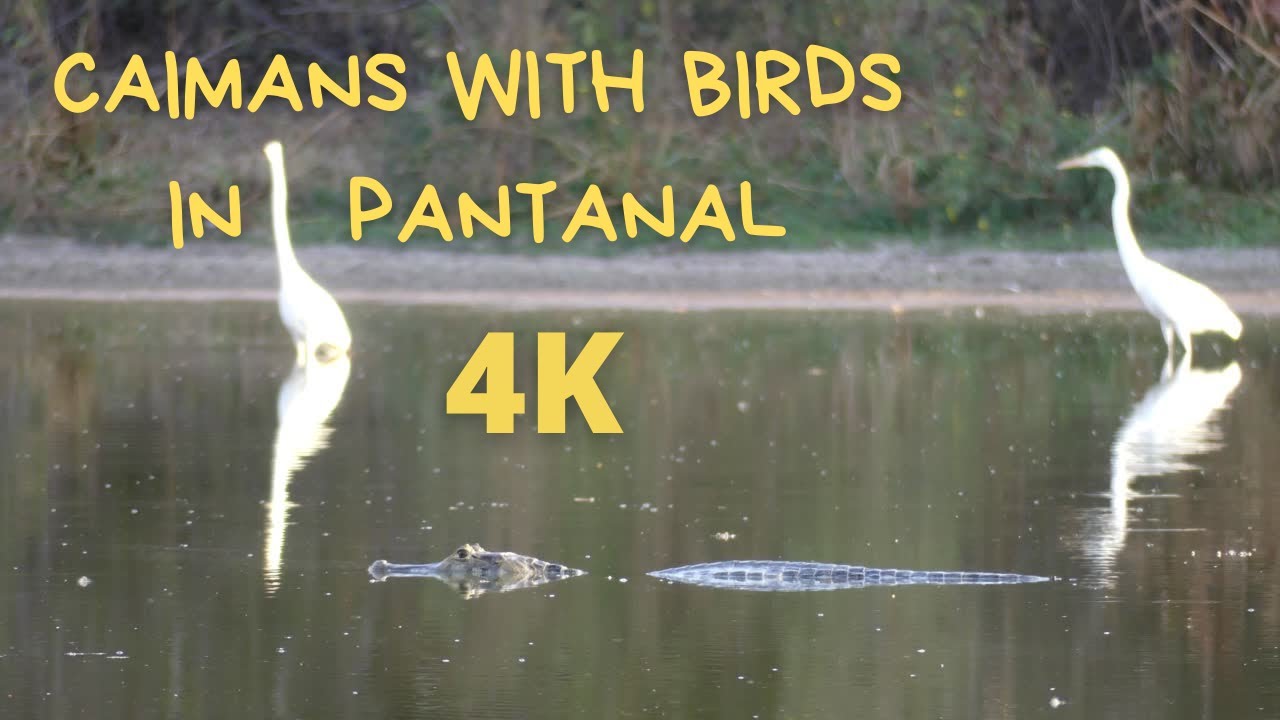 Caimans with birds in Pantanal 4K - YouTube