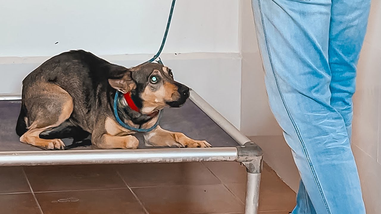 Fearful, aggressive dog UNDER CONTROL in just ONE HOUR! - YouTube