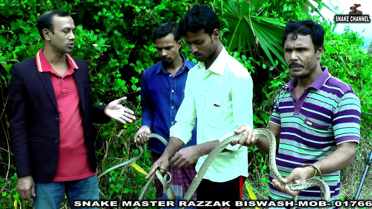 পটুয়াখালী রাজ্জাক বিশ্বাস তার সম্পর্কে ও সাপ সম্পর্কে এক্সক্লুসিভ তথ্য দিলেন | BD SNAKE MASTER ...