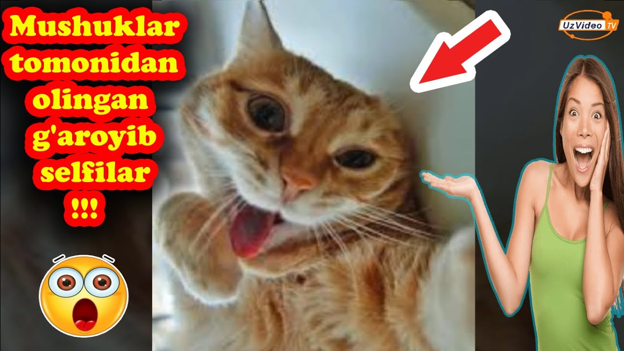 Mushuklar ham selfi rasmlarga tushishni boshlashdi - Dunyo mo'jizalari ...