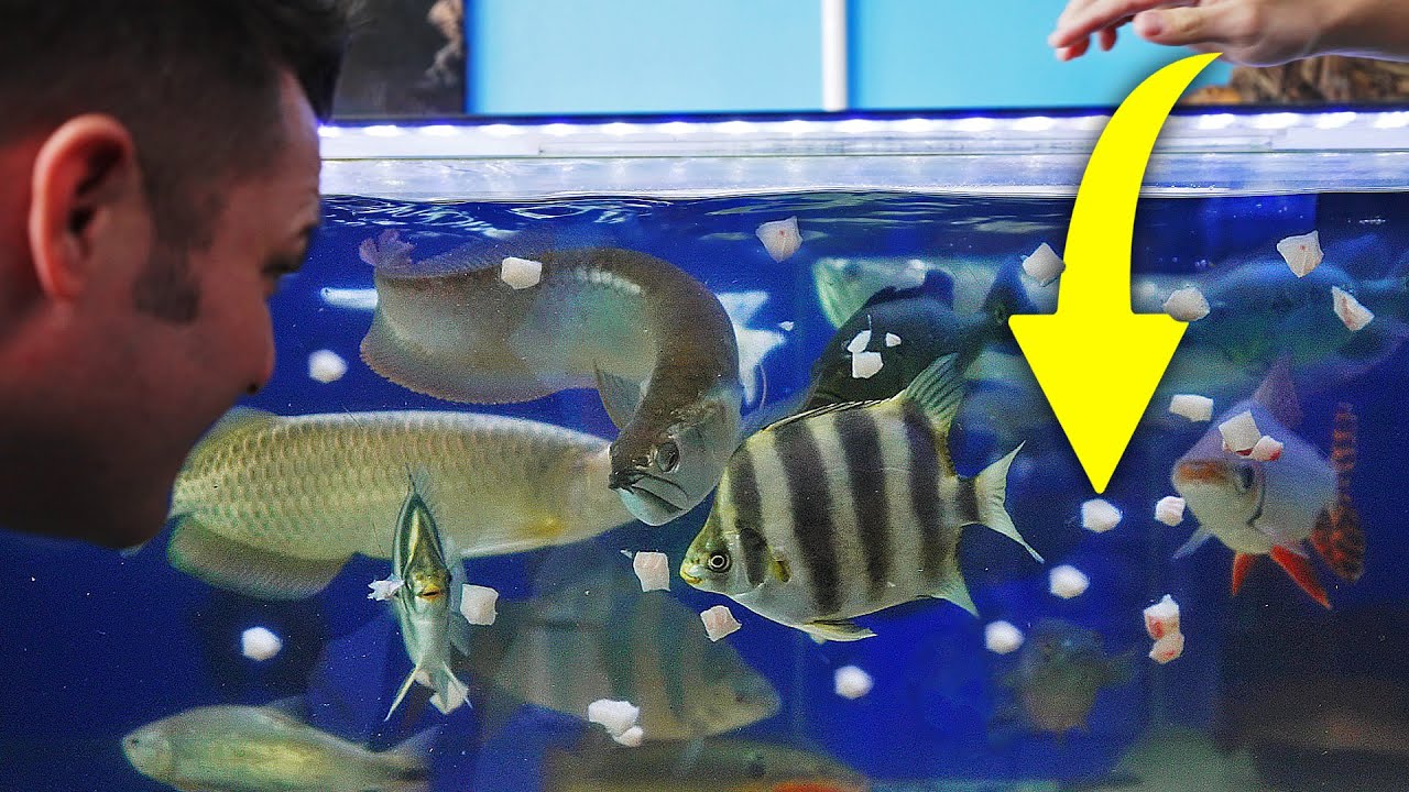 Aquarium Monsters: Store Tour of Rays Tanks - YouTube