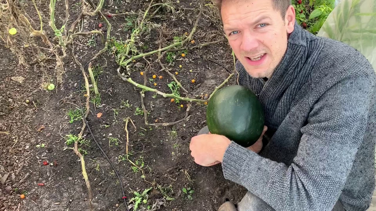 EFFM Weekvlog 033 - Kas opruimen en de laatste groente oogsten! Gember ...