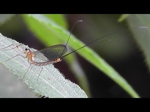 🐝 Japanese Mayfly - Real Japan Monsters - YouTube