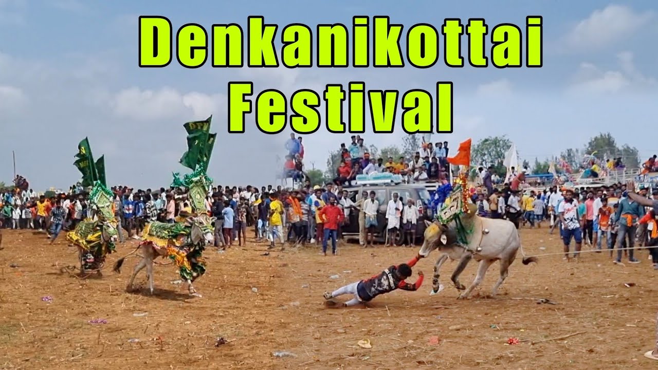 Denkanikottai Festival 2024 Part2 / Denkanikottai Jallikattu 2024 ...