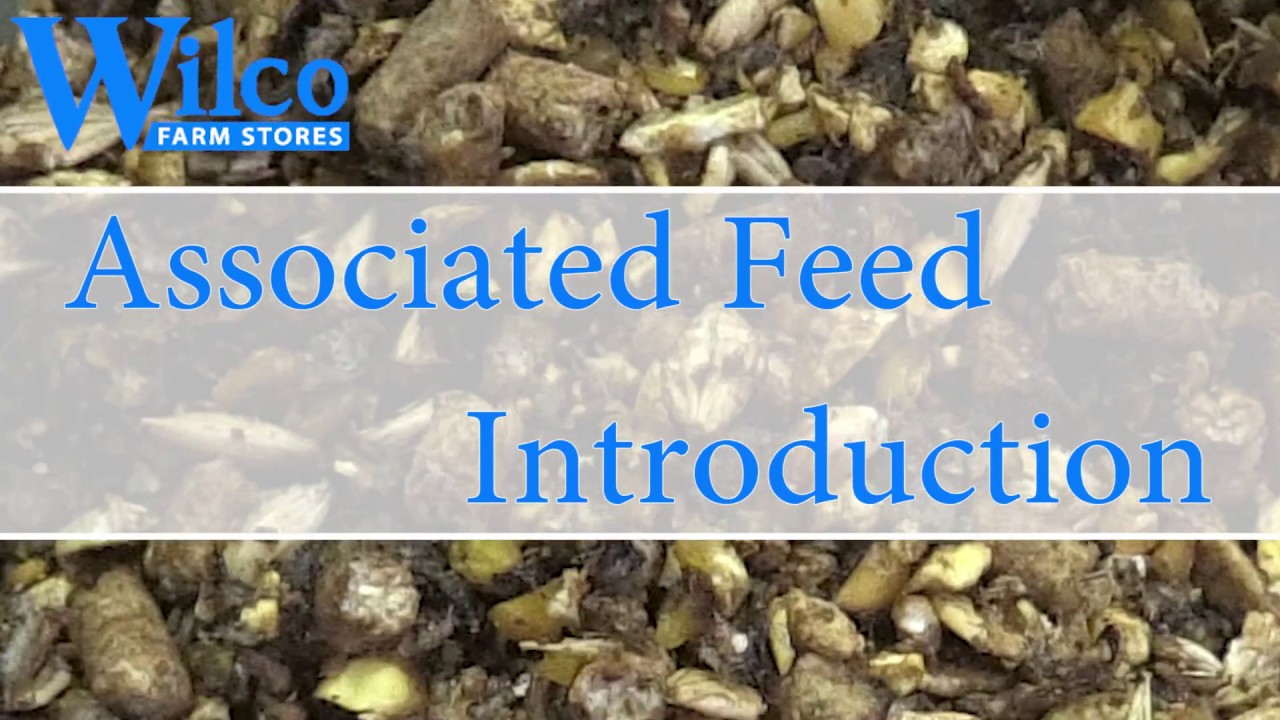 Introduction to Associated Feed - YouTube