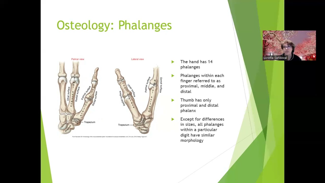 Chapter 7 Hand Osteology and Arthrology - YouTube