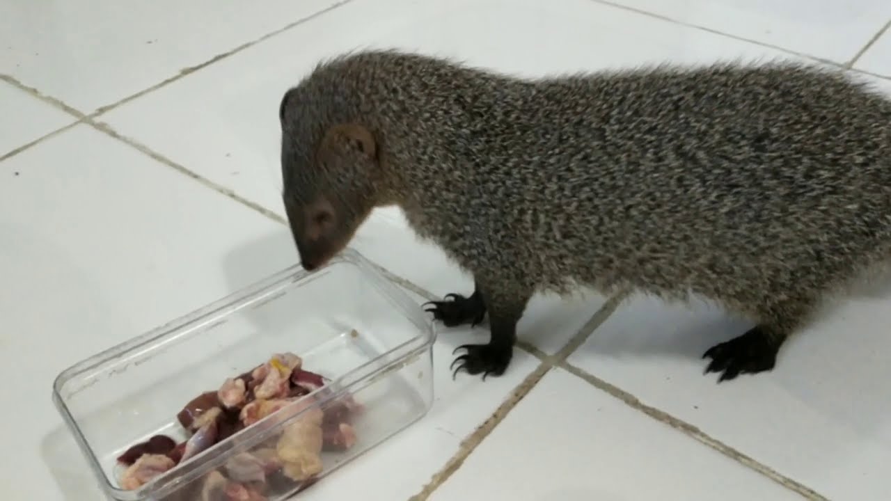 Garangan Sumatra Makan siang - YouTube