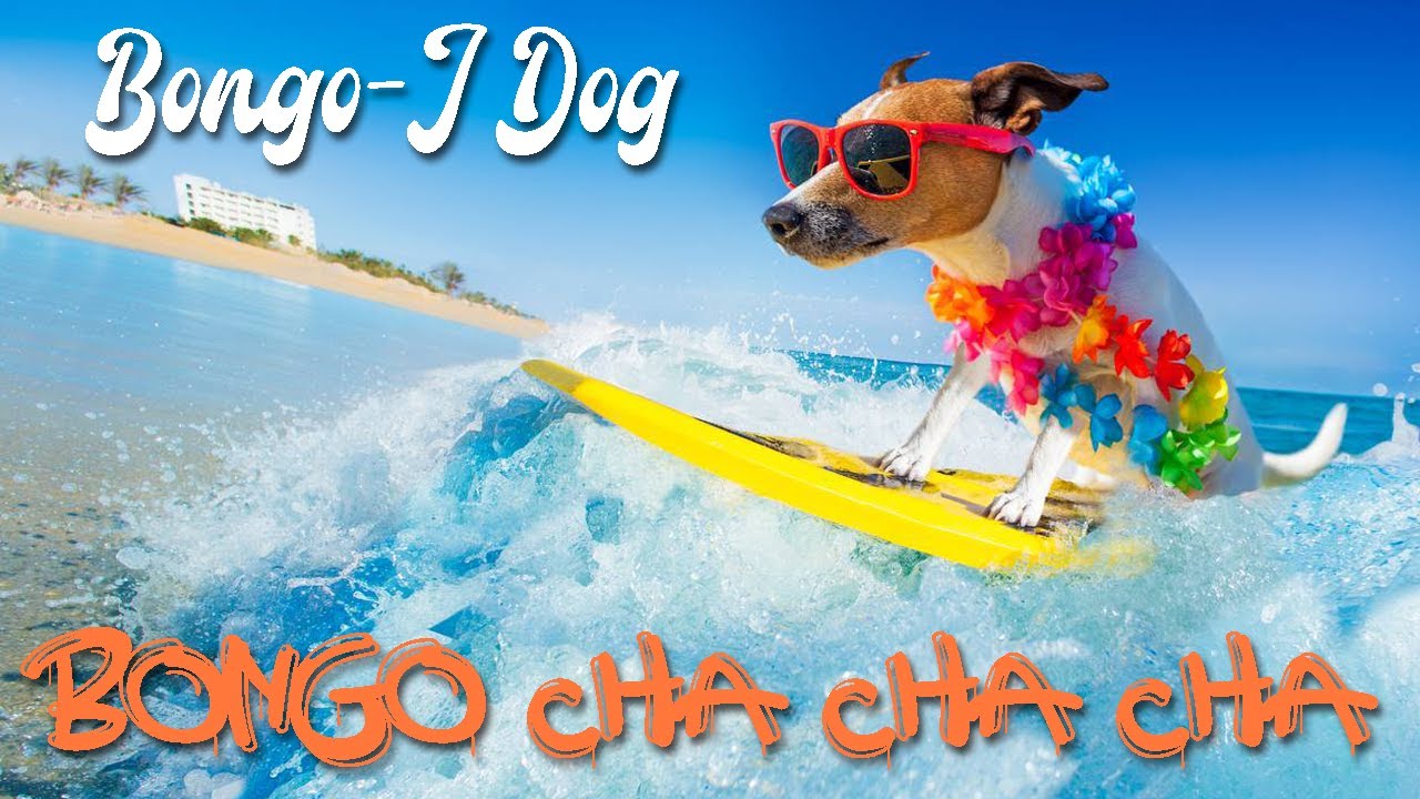 Bongo-J Dog feat. Maria Meglio - Bongo Cha cha cha (Dog Version) - YouTube