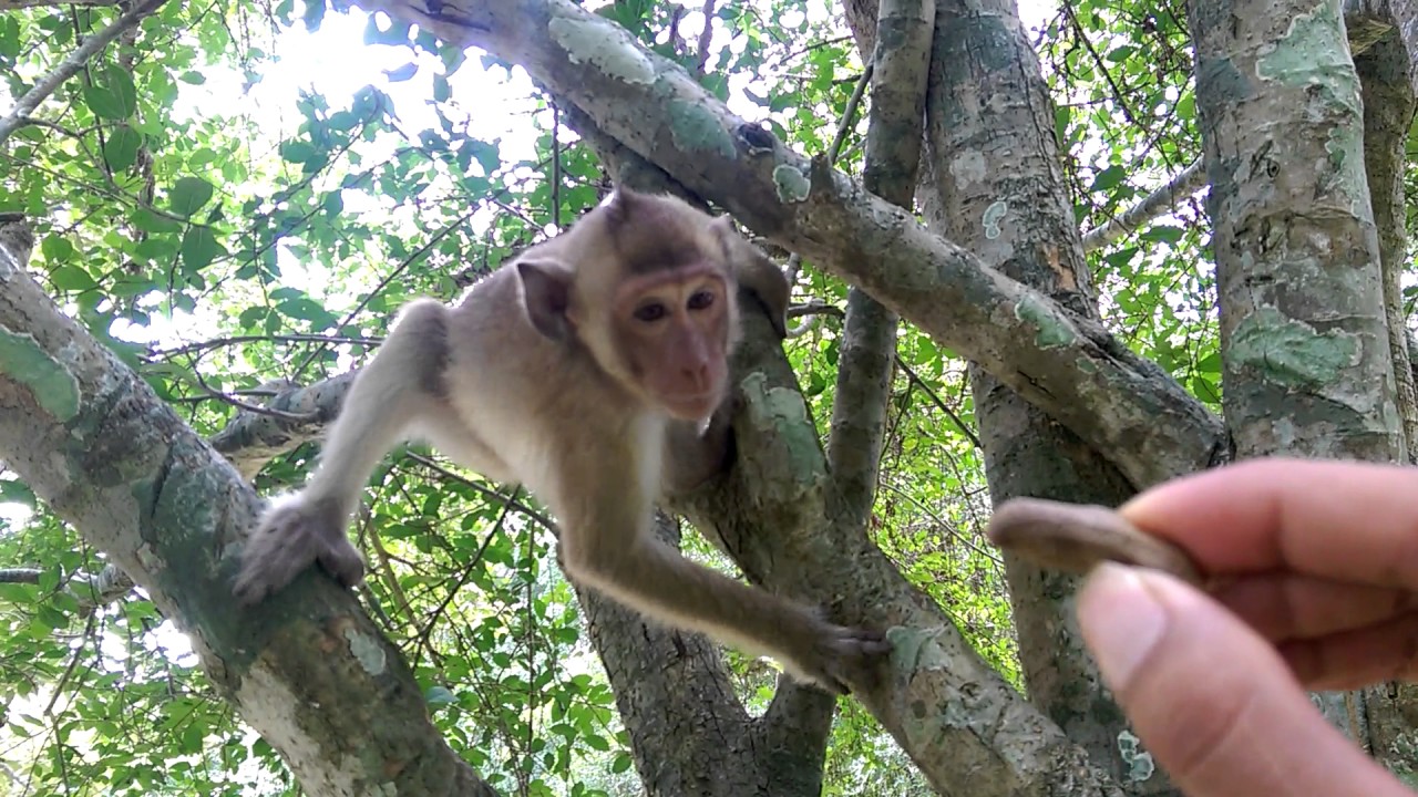 Amazing monkey meeting - YouTube