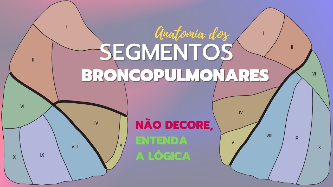 Anatomia dos segmentos broncopulmonares - YouTube