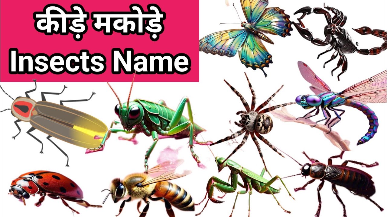 Insects Name in Hindi & English | कीड़ों के नाम हिंदी और इंग्लिश में🦋 # ...