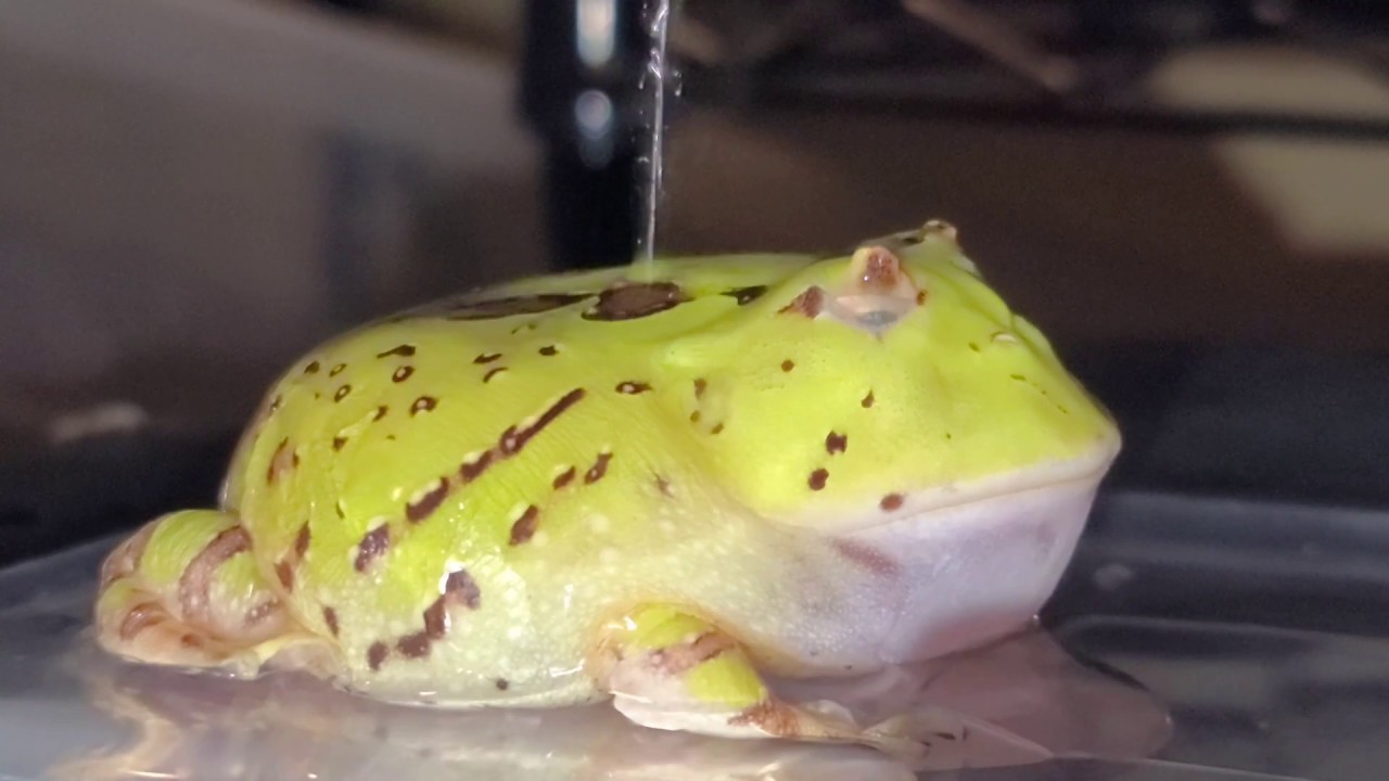 Waking Up a Pacman Frog After a 2 Month Nap Estivation Horned Frog 🐸 ...