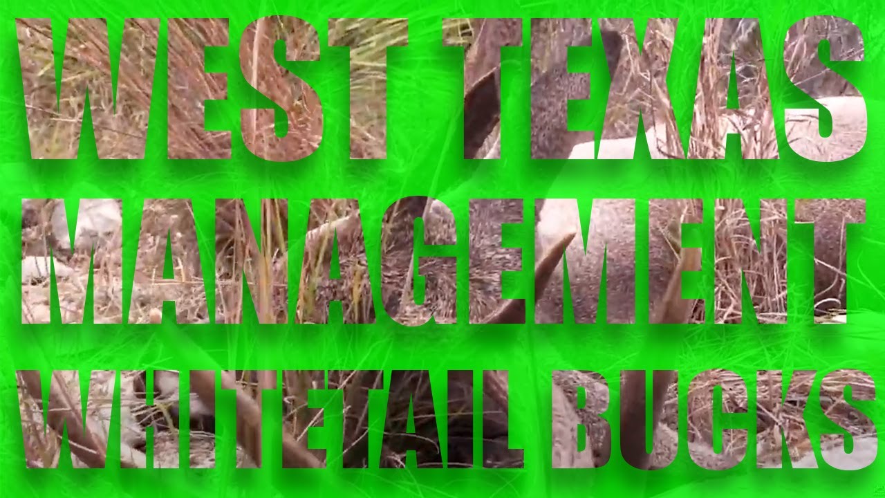 West Texas | Management #WhitetailDeer Buck | #Hunting (MLD Tag) - YouTube