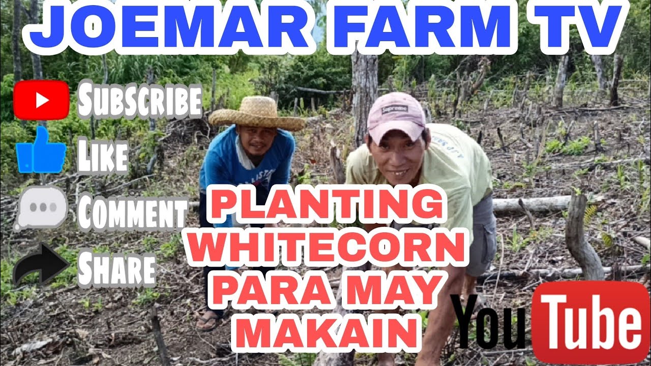 PLANTING WHITECORN II JOEMAR FARM TV - YouTube