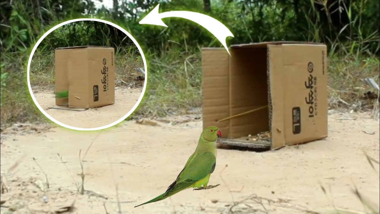 Easy bird trap 🪤🪤 /Bird trap method/catch parrot 🦜🦜 easily/how to catch ...